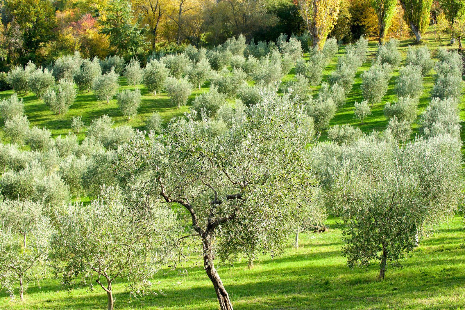 Olive tree: tree of trees - Casa Astrid